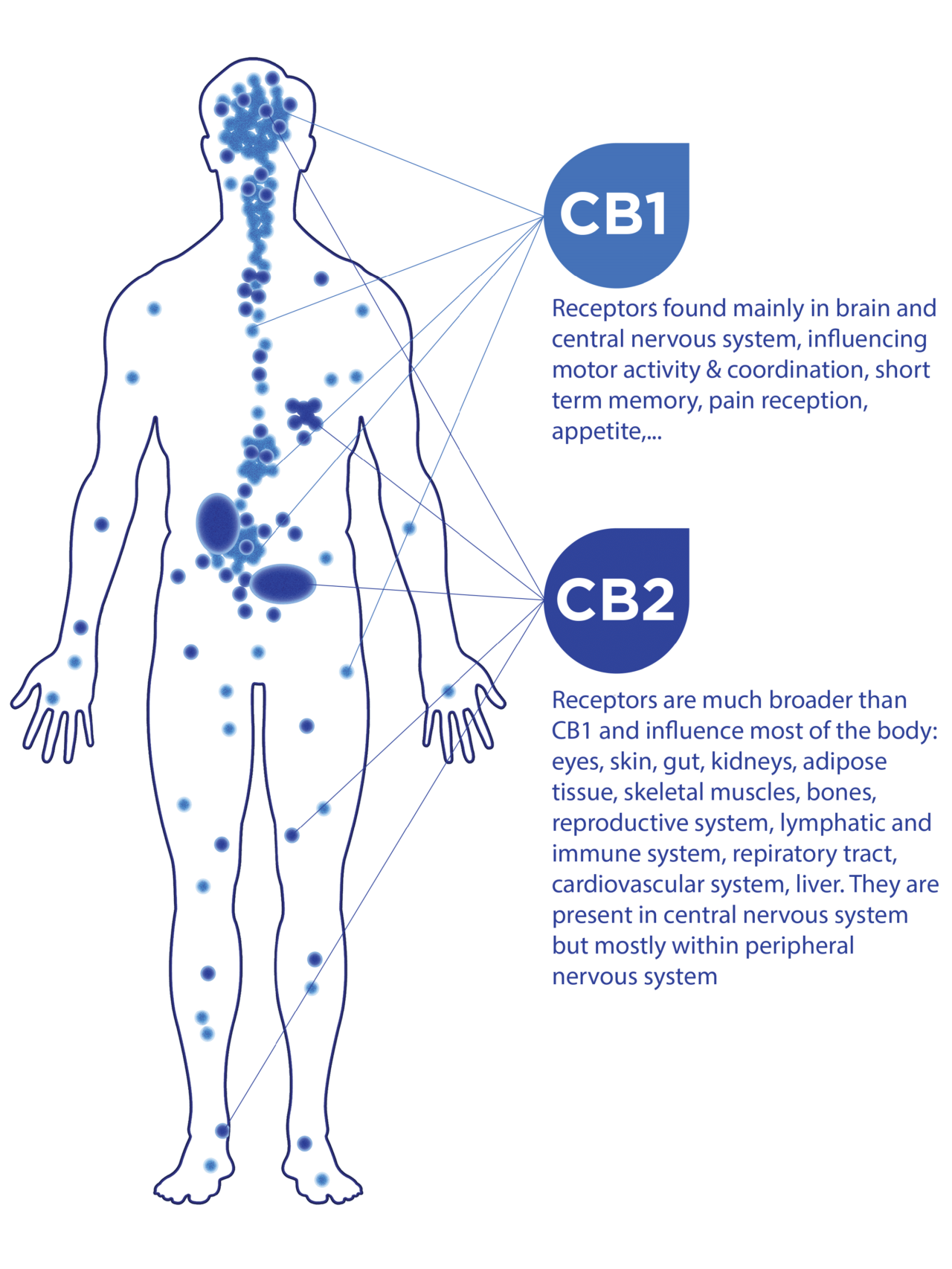 Cannabinol (CBN) shows unique therapeutic potential in glaucoma - Verséa